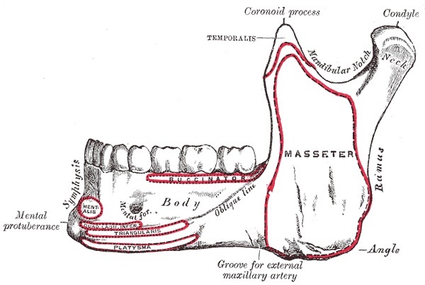 A Place of Brightness: Ancient Wisdom (Teeth)