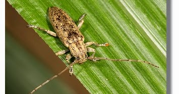 Catalogue of Organisms: Sybra punctatostriata