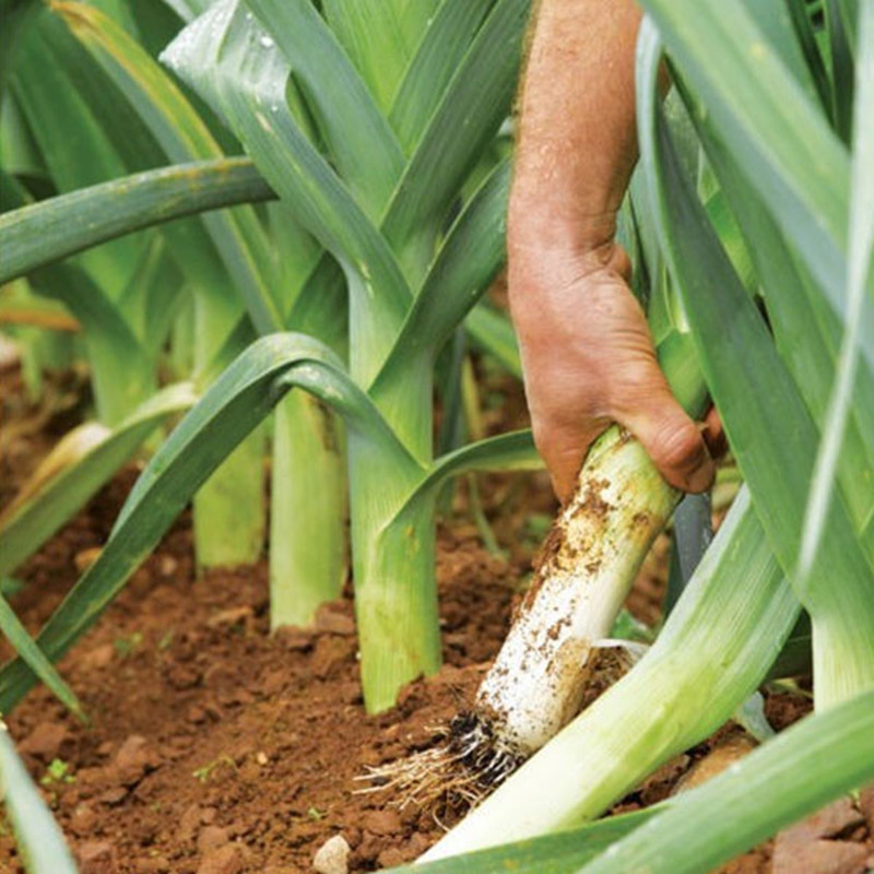 Cultivo orgânico - Alho-poró