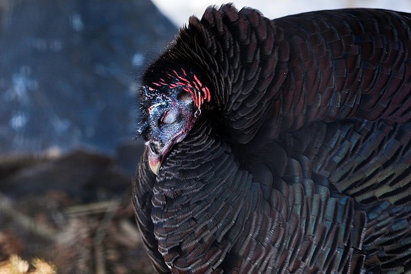 sending postcards: ecomuseum