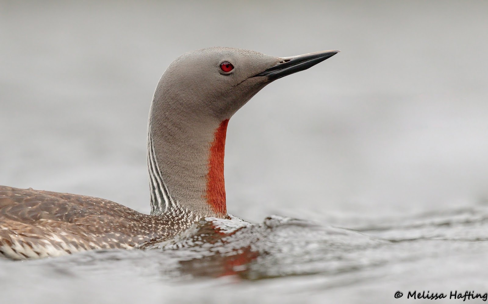 A magical moment with a Red-throated Loon
