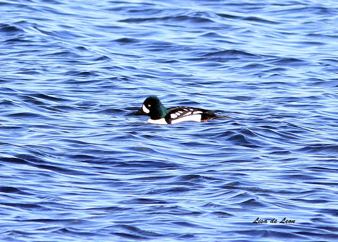 Birding with Lisa de Leon: Barrow's Goldeneye and Barrow's/Common Hybrid