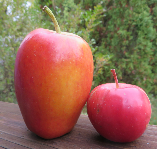 Sweetie - Adam's Apples