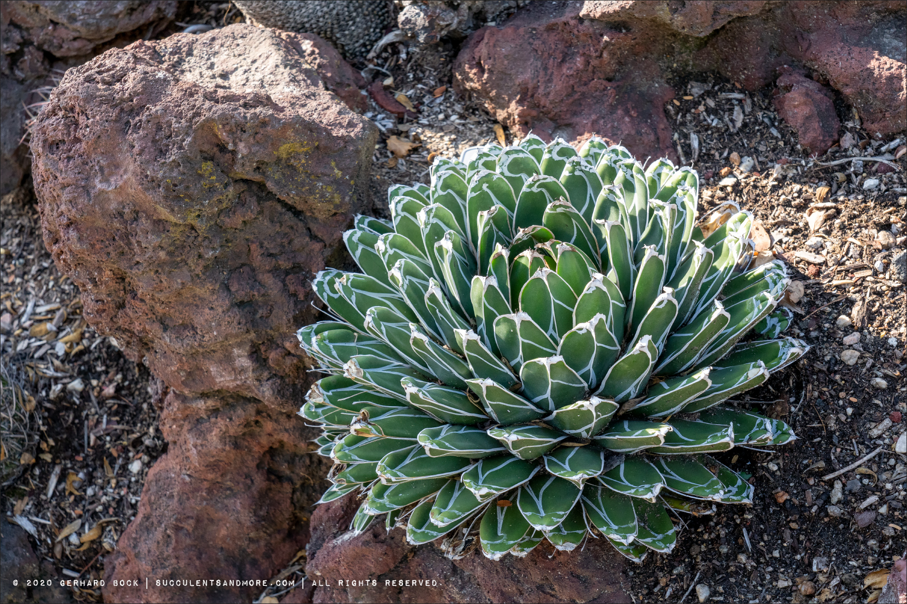 Today is National Agave Day!