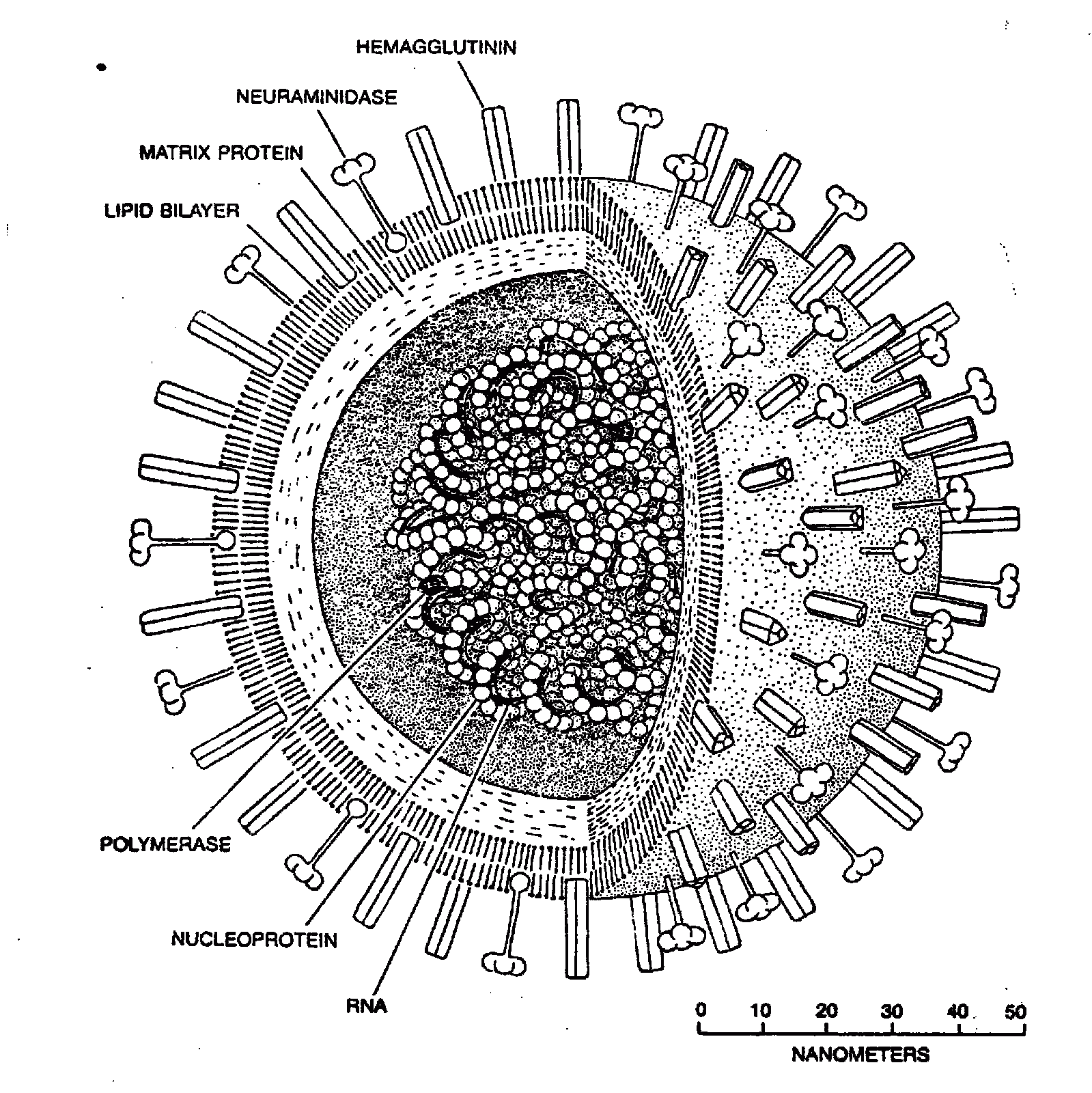 IB Biology Project: 6.3 Defense Against Infectious Diseases