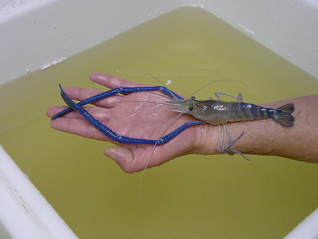 What animal(s) is each monster based off of? : r/MonsterHunter