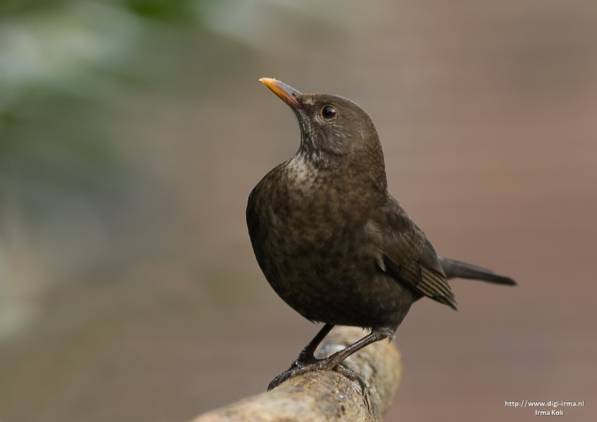 Irma's Natuurbeleving: Merel / Turdus merula