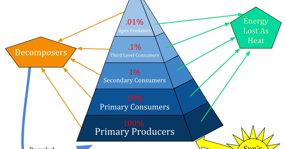 Ecological pyramids definition and types (Trophic Level)