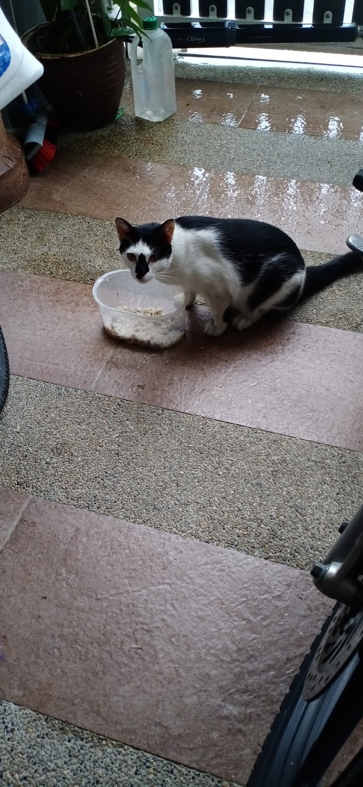 ISTIQAMAH1658: DIM JADI PUNK... KENA KEJAR KUCING TOMPOK