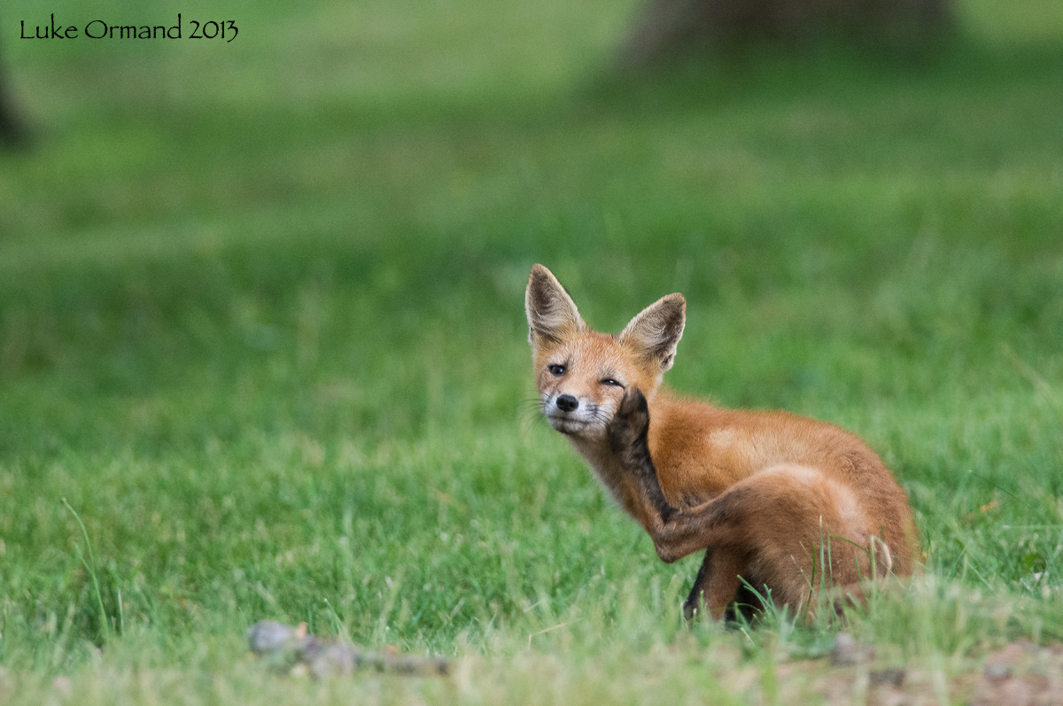 Welcome to. . .: More Carmans River - and some Neighborhood Fox