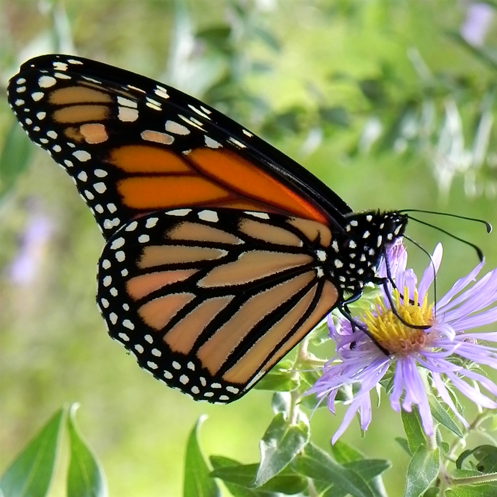 Power of the Flower: Monarch on a Beautiful Day