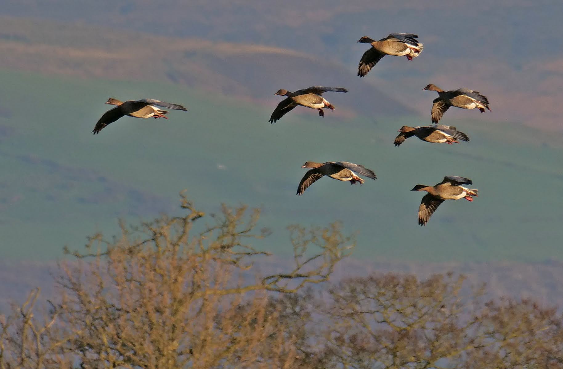 Brian Rafferty...Wildlife Photographer