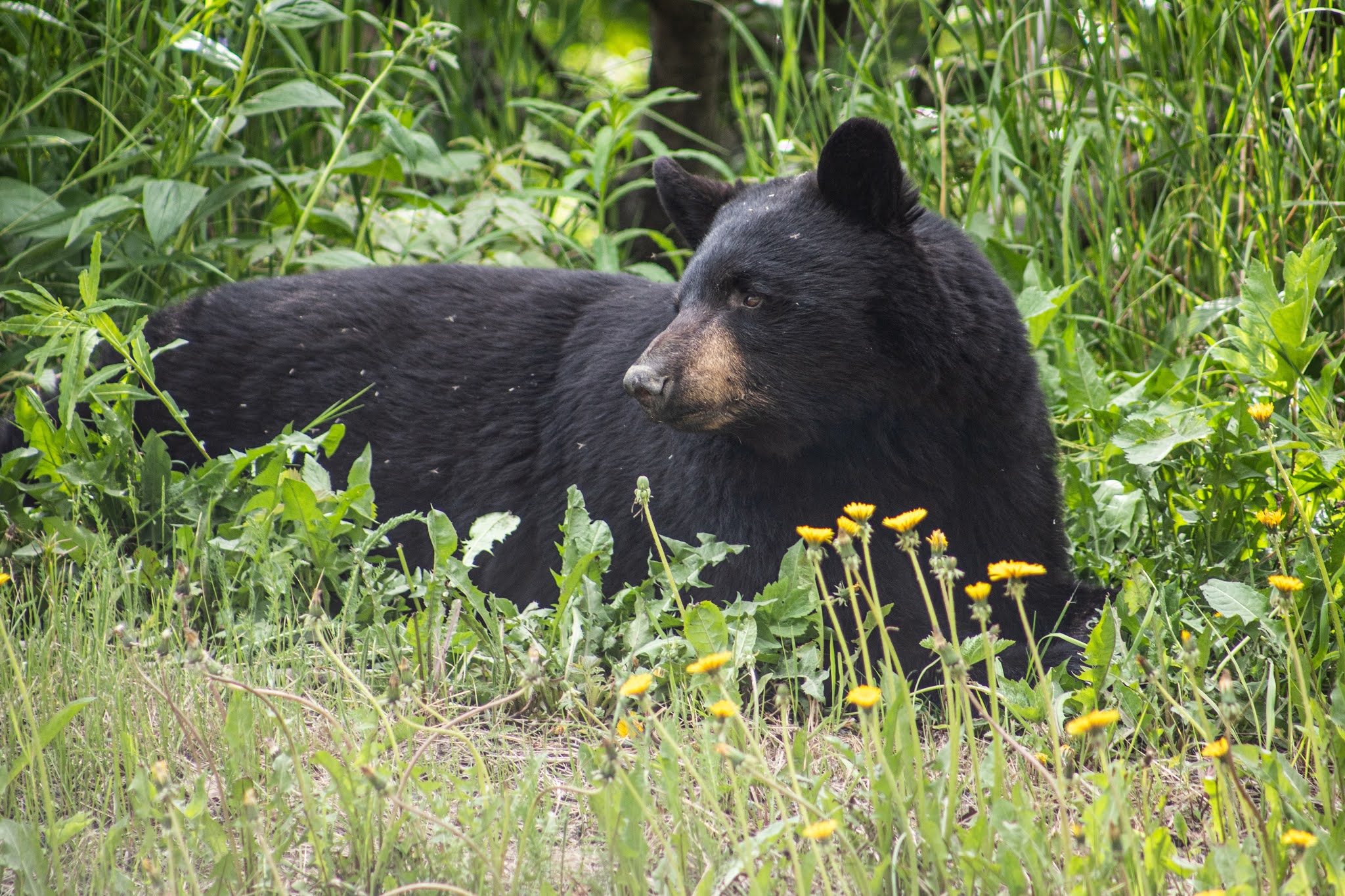 How To Spot The Difference Between a Mature and Adolescent Black Bear.