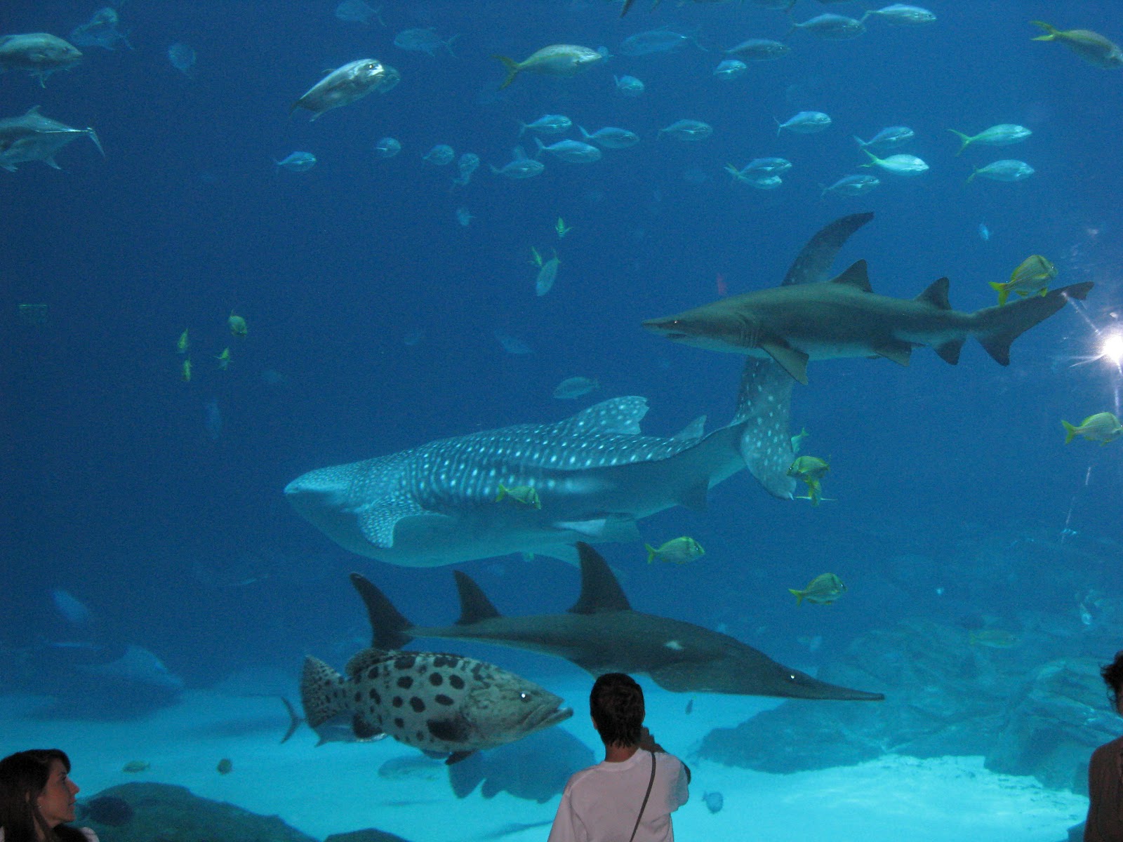 My Zoo: Whale Shark & Manta Ray