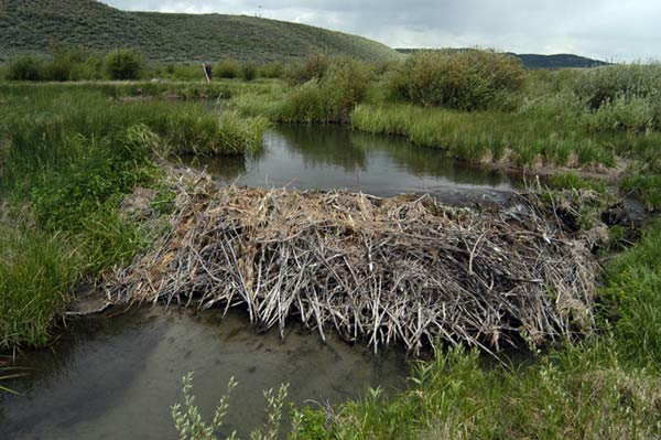 White Wolf : Hero beavers stop oil spill with their dam (Video)