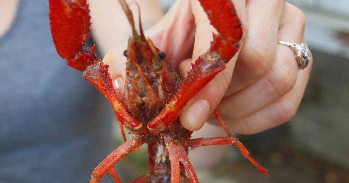 Cook The Hell Out of It!: Los Angeles Southern Crawfish Boil Party