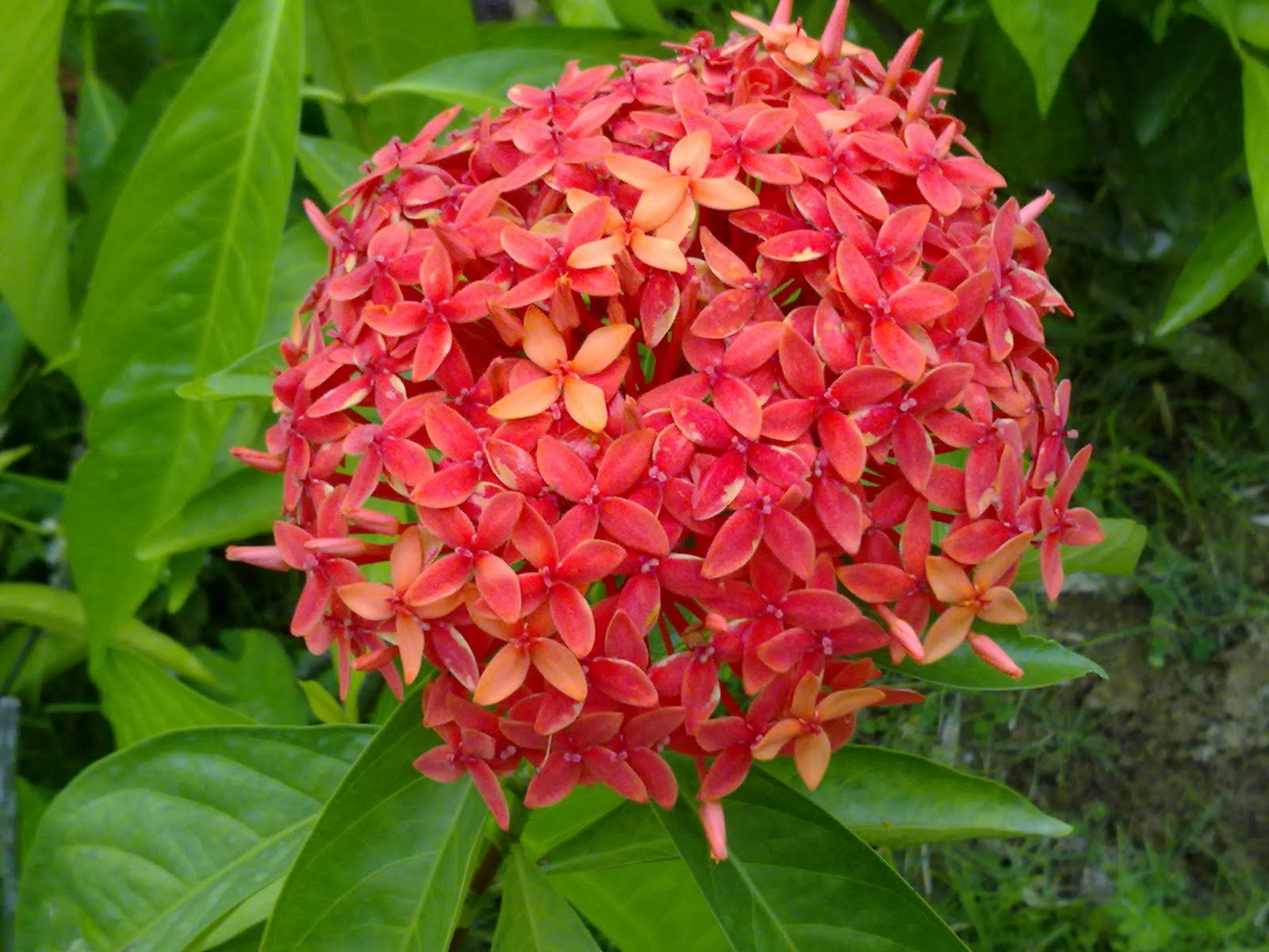 For Our Eyes Only..: Pokok hiasan dan bunga-bungaan