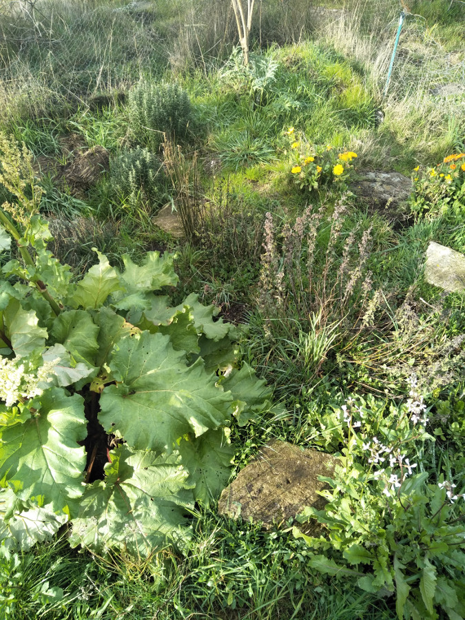 The Wallaby s Rock Garden I Like Seeing My Plan Work In A Beautiful Chaos the-wallaby-s-rock-garden-i-like-seeing-my-plan-work-in-a-beautiful-chaos