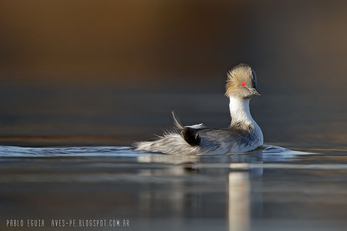 mis fotos de aves: Podiceps occipitalis Macá Plateado Southern Silvery ...