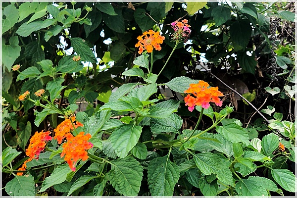 SUPERMENG MALAYA: WATIE CORNER, Nilai NS