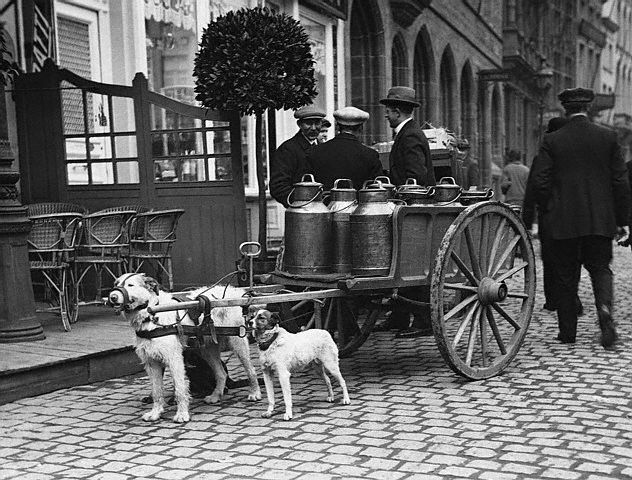 Cabinet of Wonders: What Ever Happened to Dog Carts?