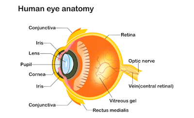 Simple eye diagrams | Easy eye diagram | Labeled eye diagram - Pharmacy ...