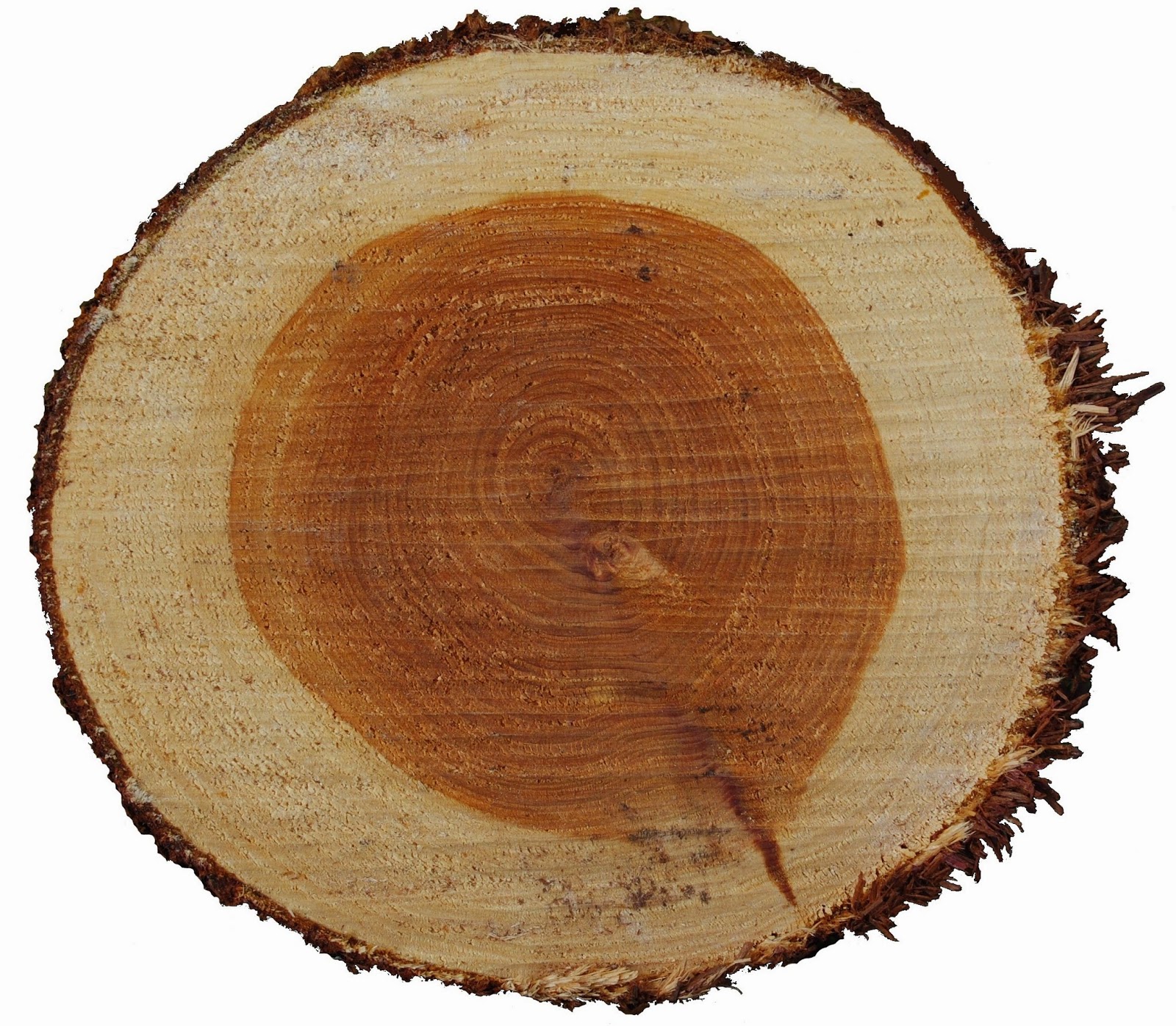 Adventure Environments: A Sycamore Tree Cross-Section Explained.........