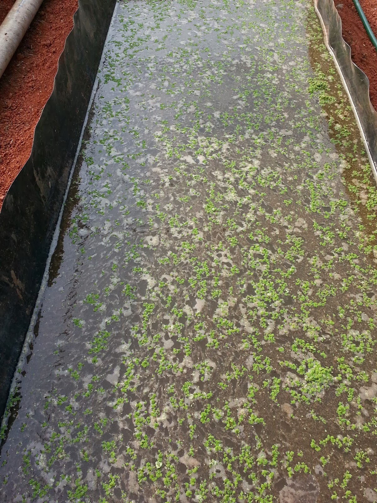 Techie2Aggie: Azolla Cultivation 101