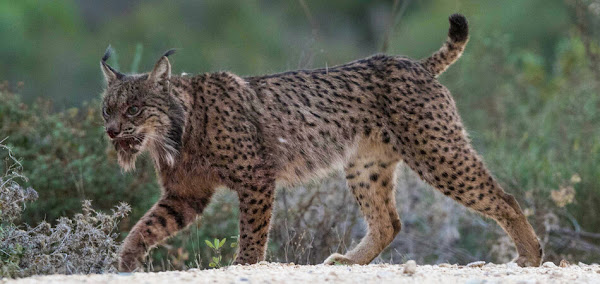 Lince Ibérico (Lynx pardinus) S.O.S.: MARÍA SÁNCHEZ: EL ECOTURISMO Y EL ...
