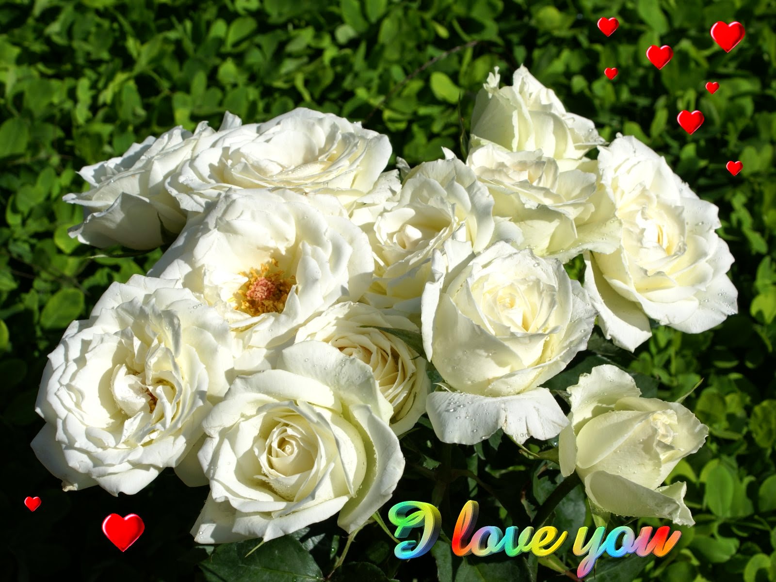 purpura: LA PARÁBOLA DE LA ROSA