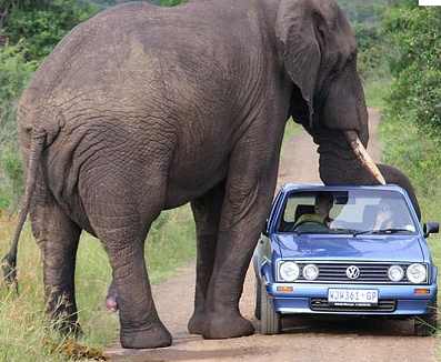 Funny Animals: African Funny Elephant