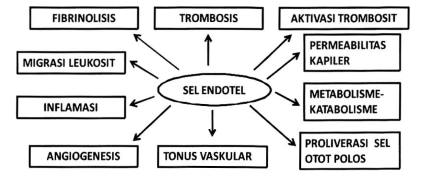 Riset n data: Mengapa keadaan dinding pembuluh darah endotel itu bisa ...
