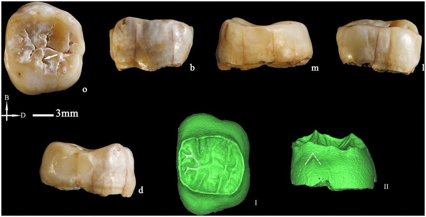 Sciency Thoughts: Hominin teeth from the Middle Pleistocene of Anhui ...