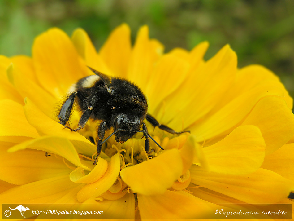 WILDLIFE GATEWAY: Histoires de bourdons!