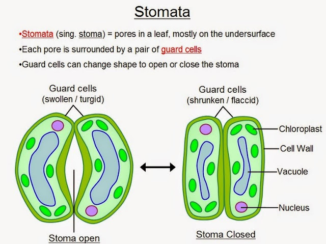 Explore to Koh's Science World ( Blog Sains): transpirasi (transpiration)