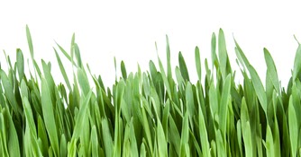 A Lesson In Teaching From The Grassroots
