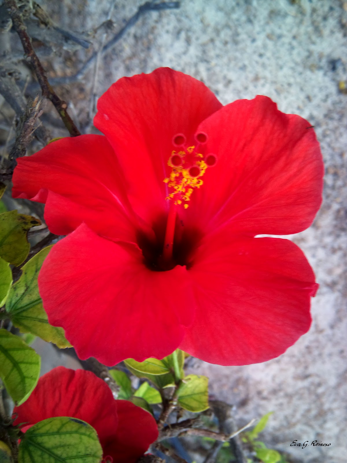 dis Ñ: Flores rojas 2