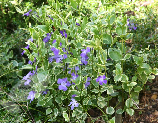 Hortiholičarke: Trajnice