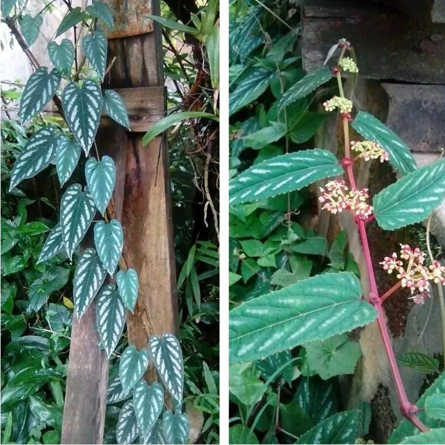 Lwin Phyo Aye: ခူနာ၊ပြည်တည်နာ