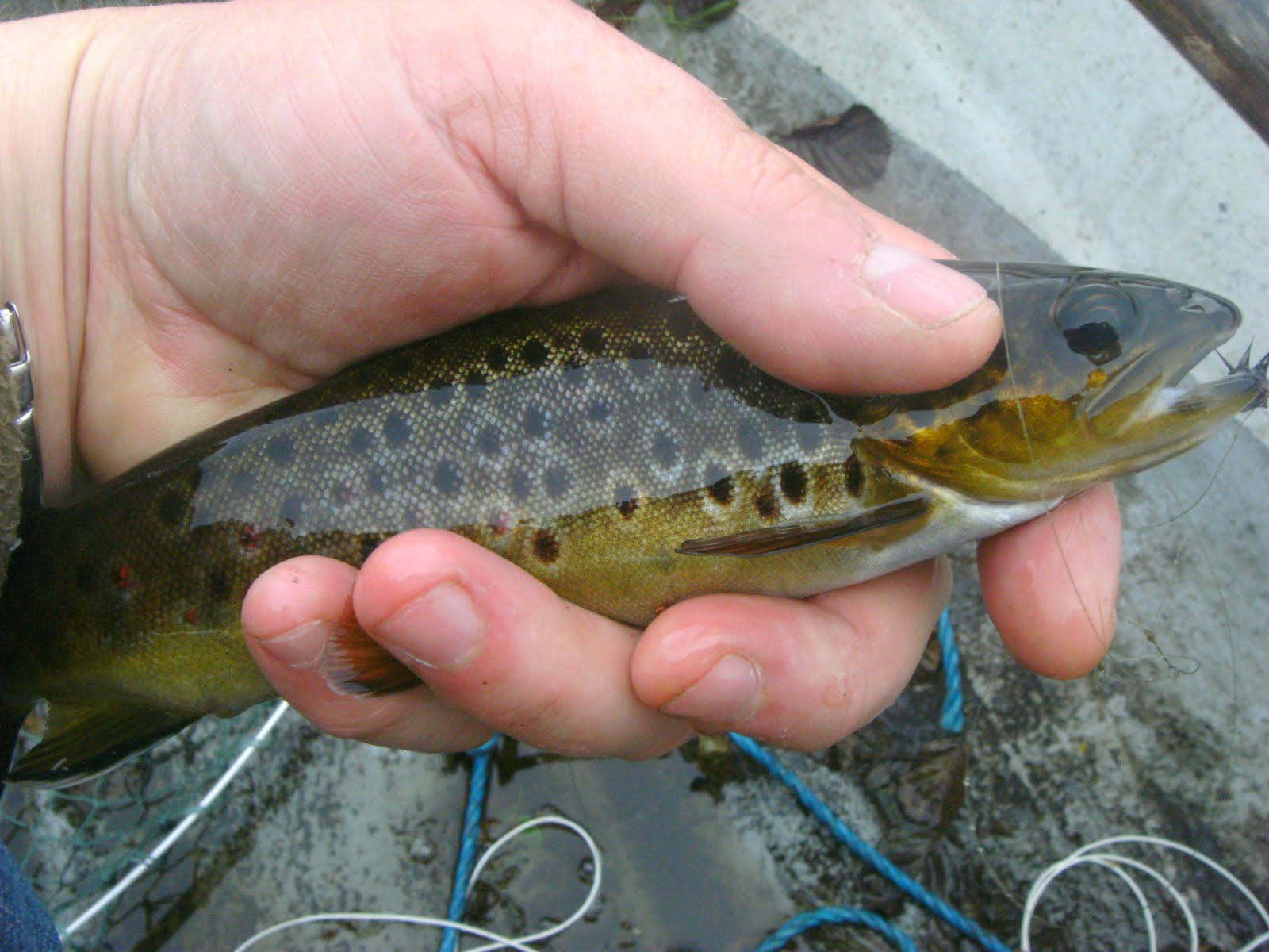 Becks and Brown Trout, Bamboo too: Loch trout in Scotland