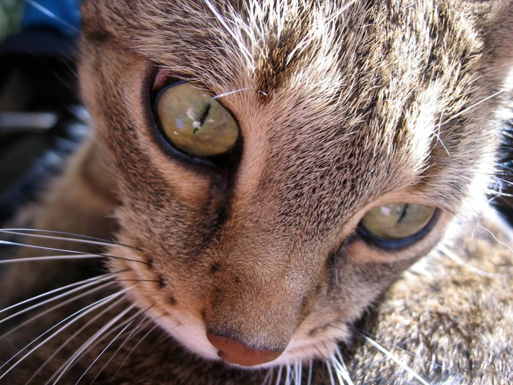 Pinterest Cute Animal Photos