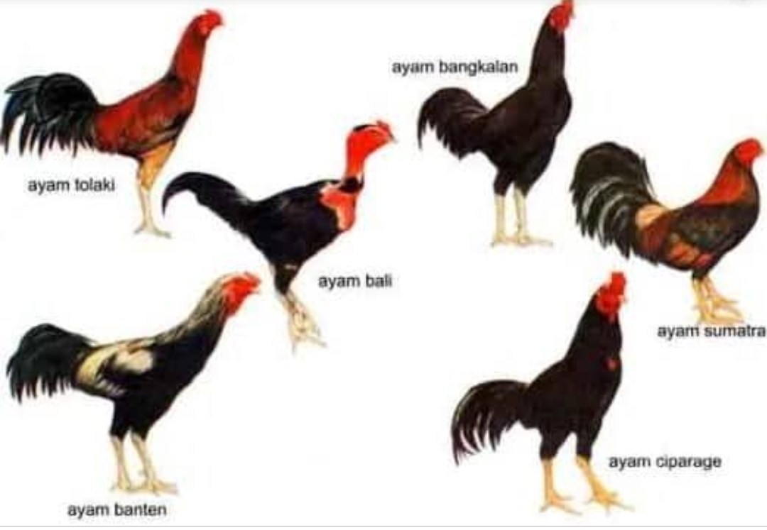 Pengertian dan Jenis-jenis Keanekaragaman Hayati (Biodiversitas) Pengertian dan Jenis-jenis Keanekaragaman Hayati (Biodiversitas)