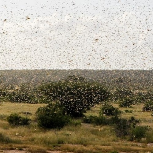 Locust Attack : An unexpected Spread | Nightmare For India - Mr. Alpha ...