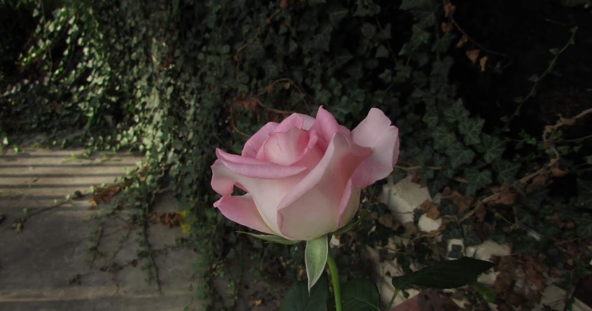 Ichabod, The Glory Has Departed: Rose Bushes Are Ugly - And They Scratch