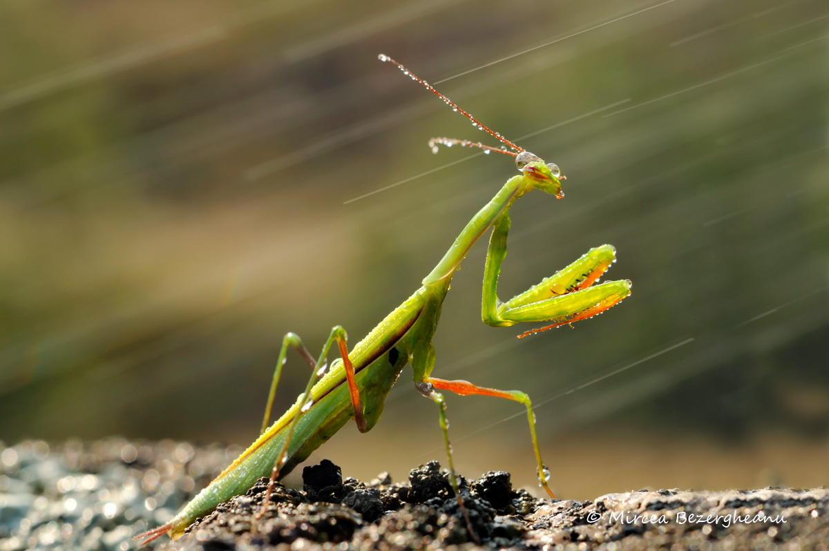 Calugarita - Mantis religiosa