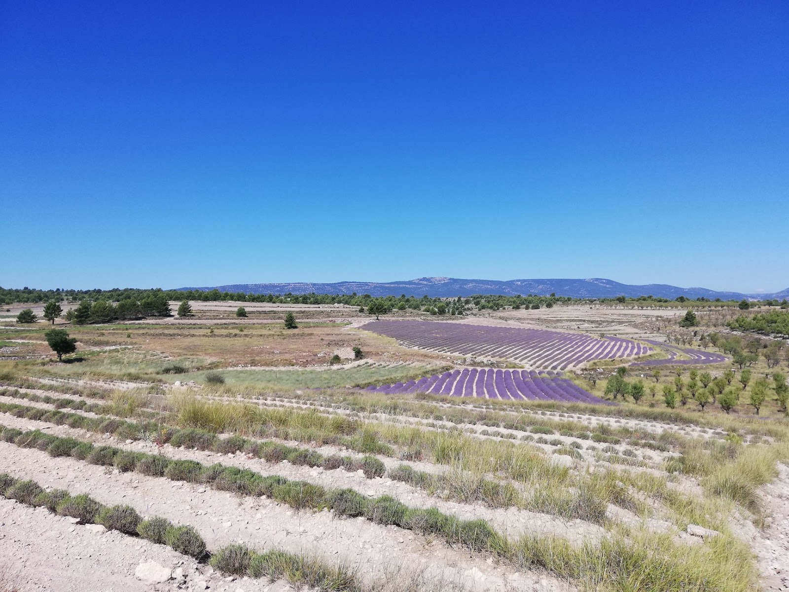 Ademuz presenta su nueva ruta turística “entre barracas y lavandas”