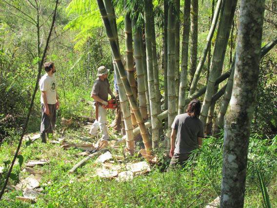 FOLHAVERDENEWS: O BAMBU TÃO DESPREZADO PODE SALVAR A ECOLOGIA PERDIDA ...