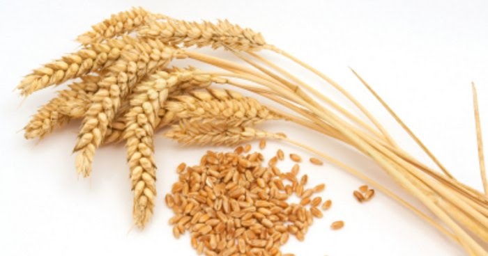 PŠENIČNE MEKINJE – KAŠA ZA OBLOGE