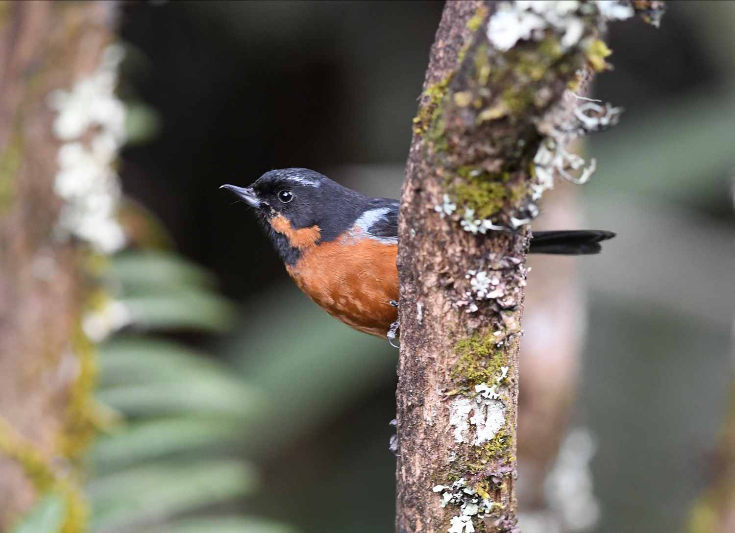 Explorations of an Ecologist: Colombia Endemic Cleanup: The Dusky ...