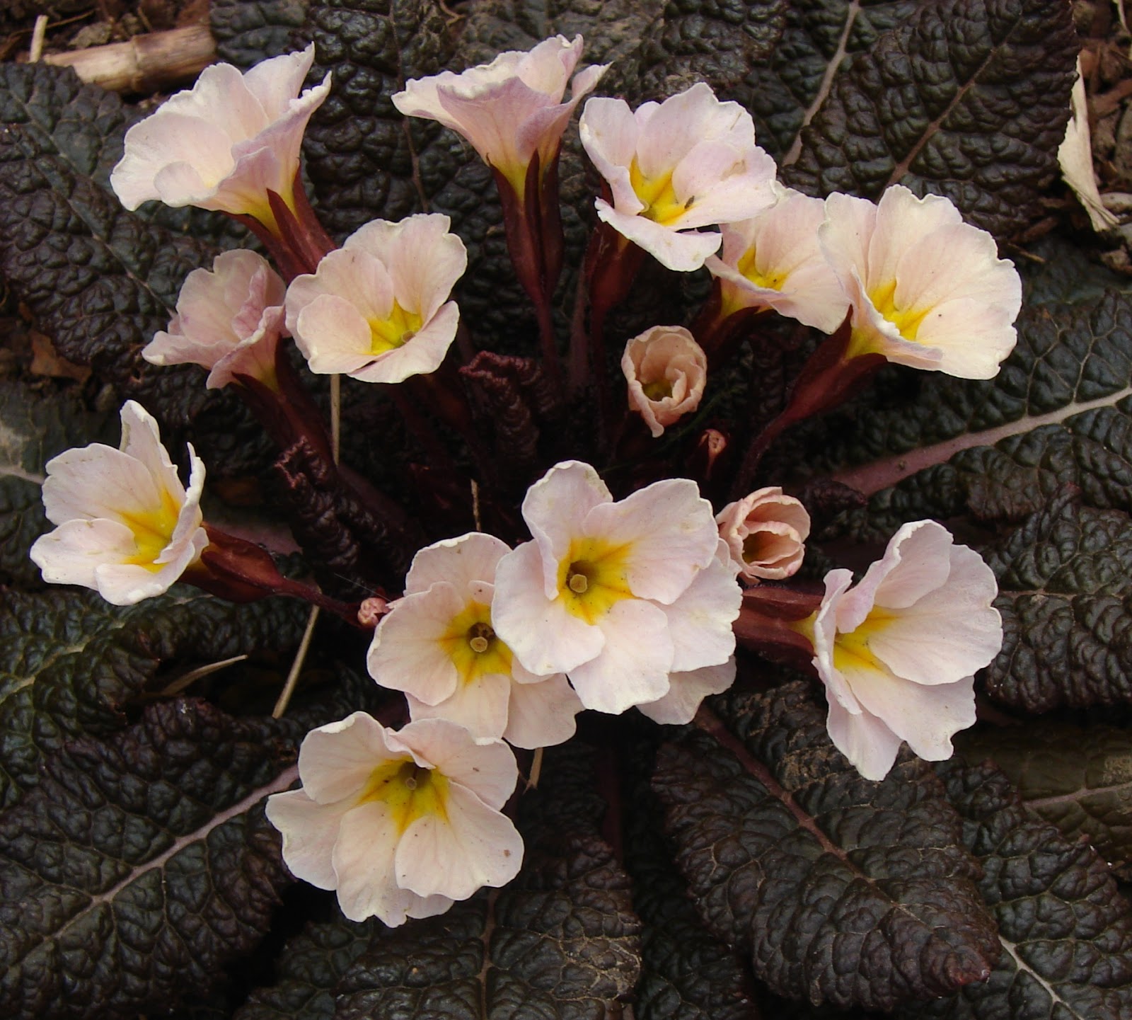 Irish Primrose Trials